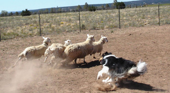 Rainshade Collies -- Mandi